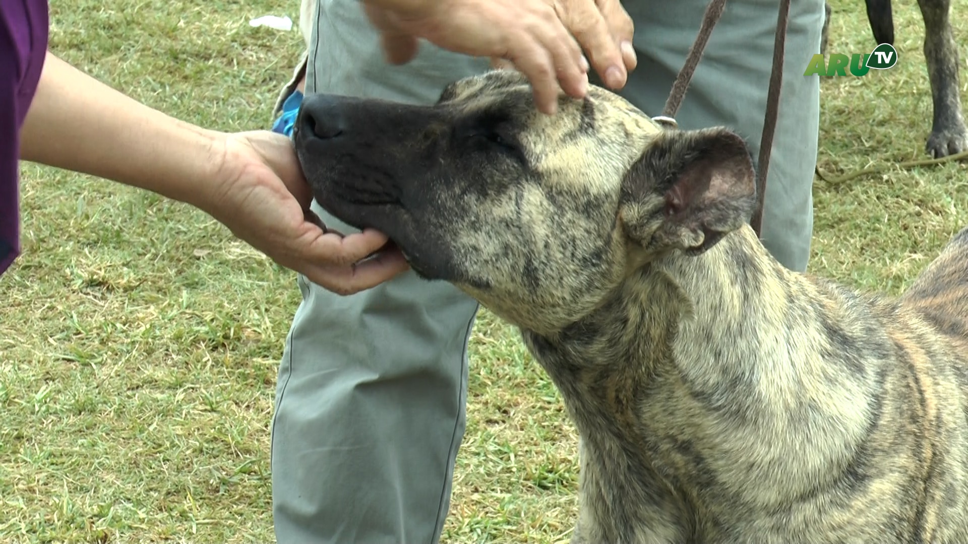 Expo Rural Melilla 2024 – Perro cimarrón uruguayo - ARU TV